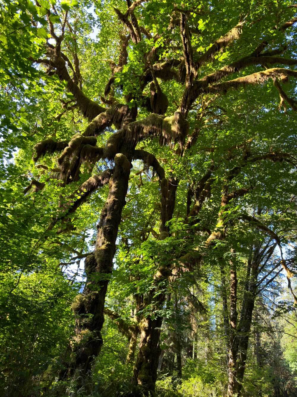 Hoh Rainforest Washington state