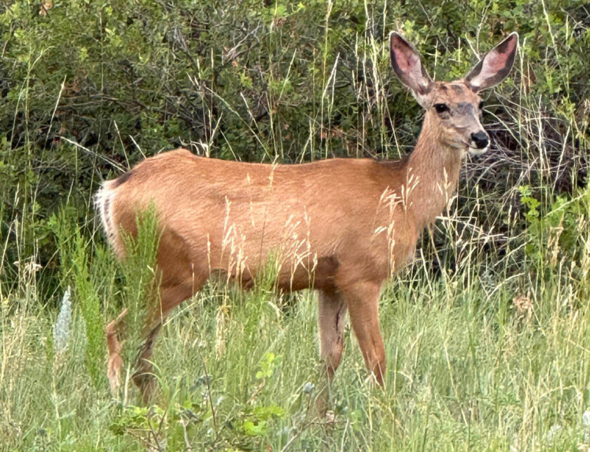 Red Rocks Park Amphitheatre