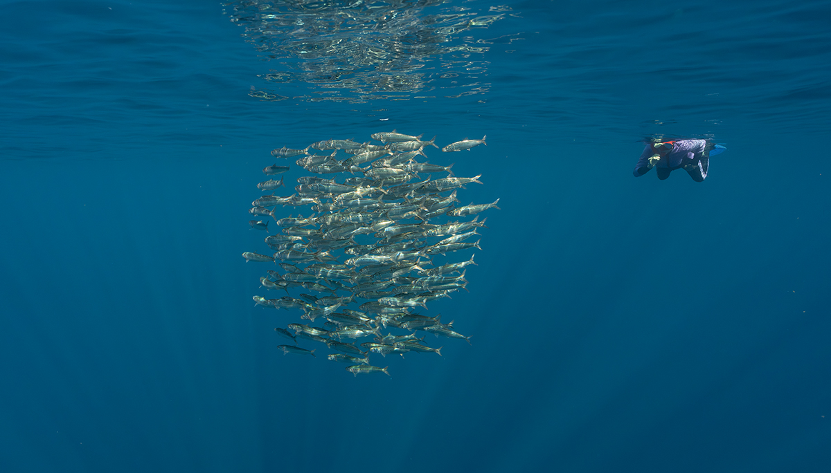 Best Underwater Marlin Photographs
