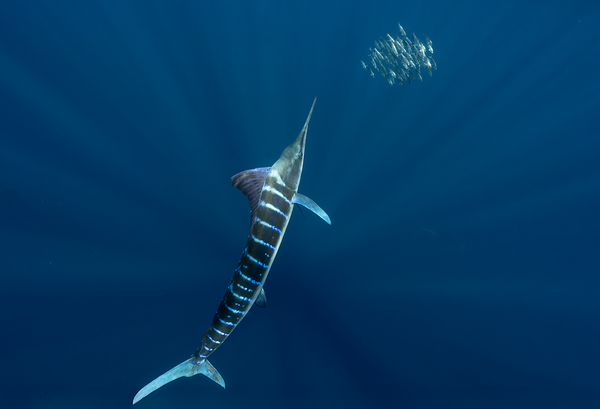 Best Underwater Marlin Photographs